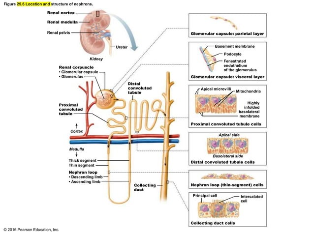 Pearson Human Anatomy & Physiology The Urinary System | PPTX