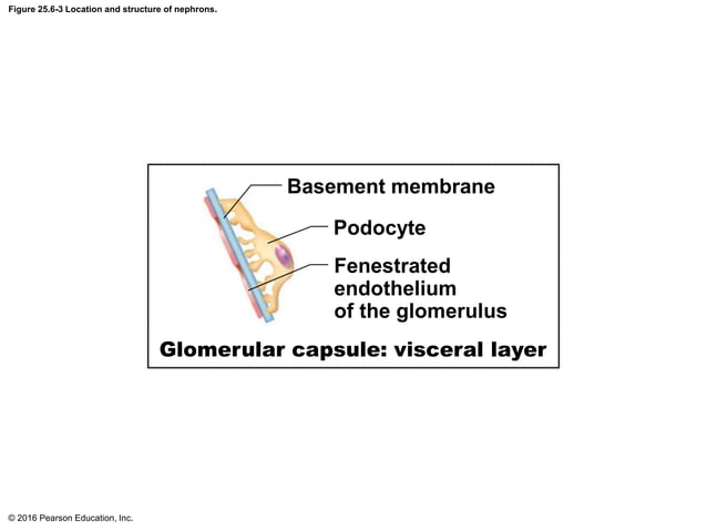 Pearson Human Anatomy & Physiology The Urinary System | PPTX