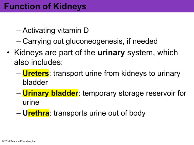 Pearson Human Anatomy & Physiology The Urinary System | PPTX