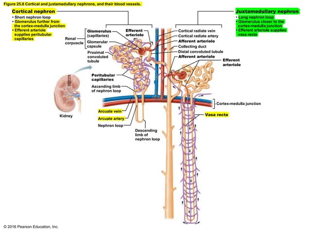 Pearson Human Anatomy & Physiology The Urinary System | PPTX