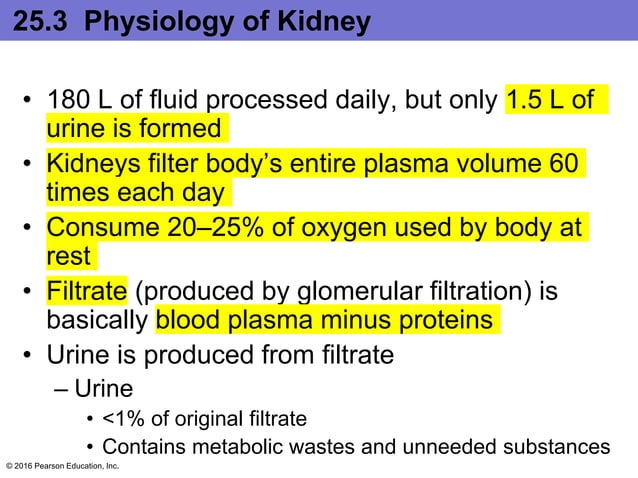 Pearson Human Anatomy & Physiology The Urinary System | PPTX