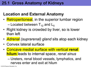 Pearson Human Anatomy & Physiology The Urinary System | PPTX