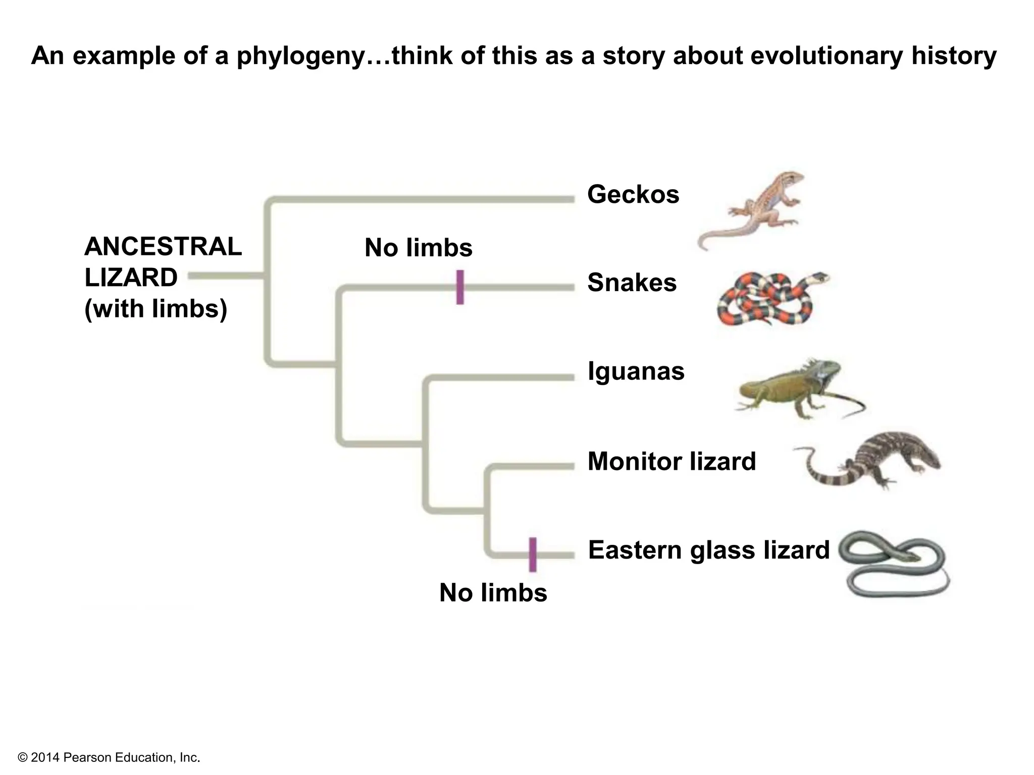 ch_26_-_phylogeny_and_the_tree_of_life.pptx
