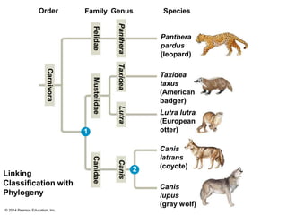ch_26_-_phylogeny_and_the_tree_of_life.pptx