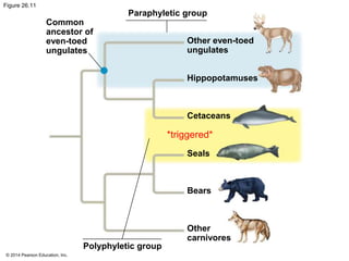 ch_26_-_phylogeny_and_the_tree_of_life.pptx