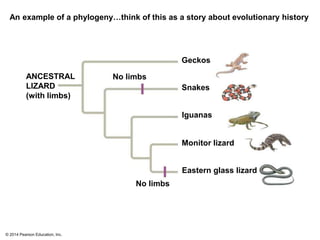 ch_26_-_phylogeny_and_the_tree_of_life.pptx