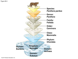 ch_26_-_phylogeny_and_the_tree_of_life.pptx