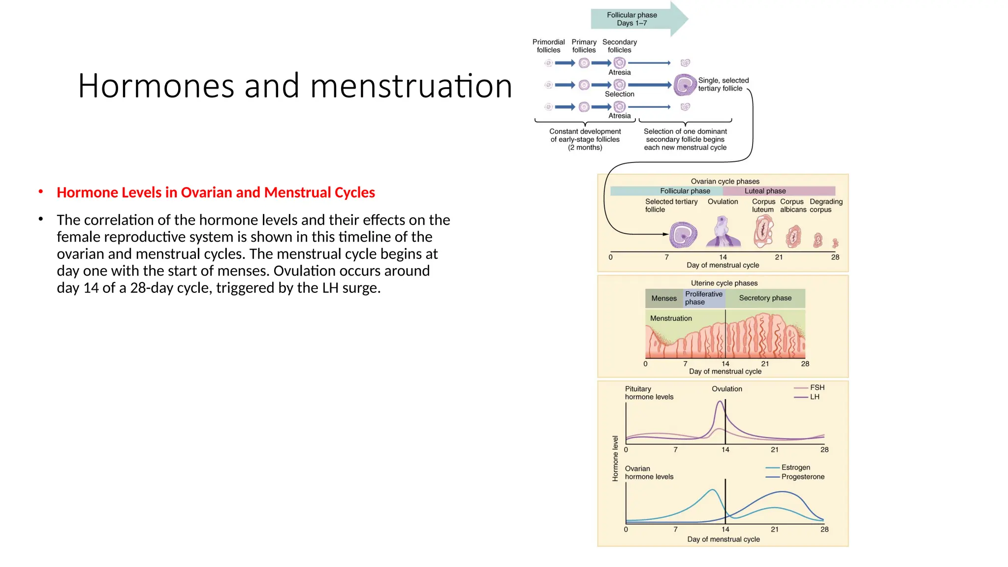 Ch_27_reproductive_.pptxccccETYOPIHDDTIHRETYUTYFDFHGJGY | PPTX