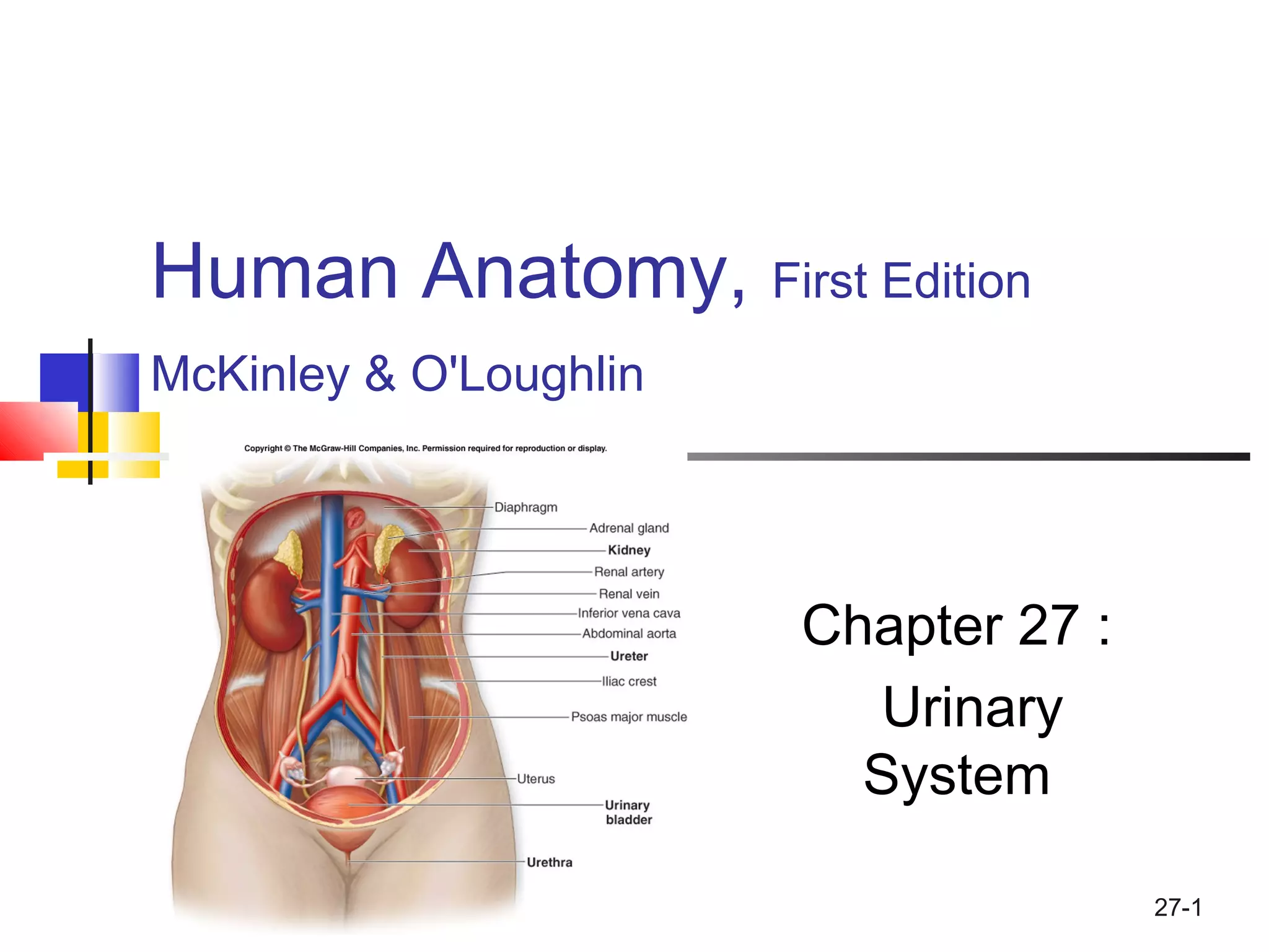 Urinary system ------(Physiology) | PPT