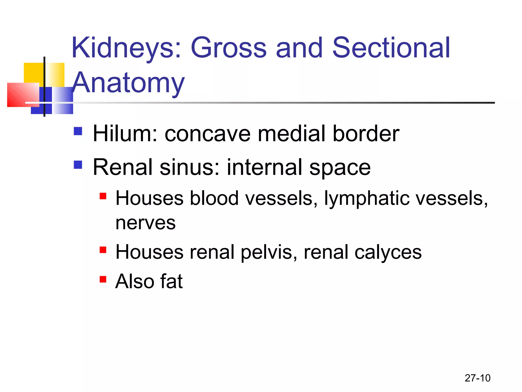 Urinary system ------(Physiology) | PPT