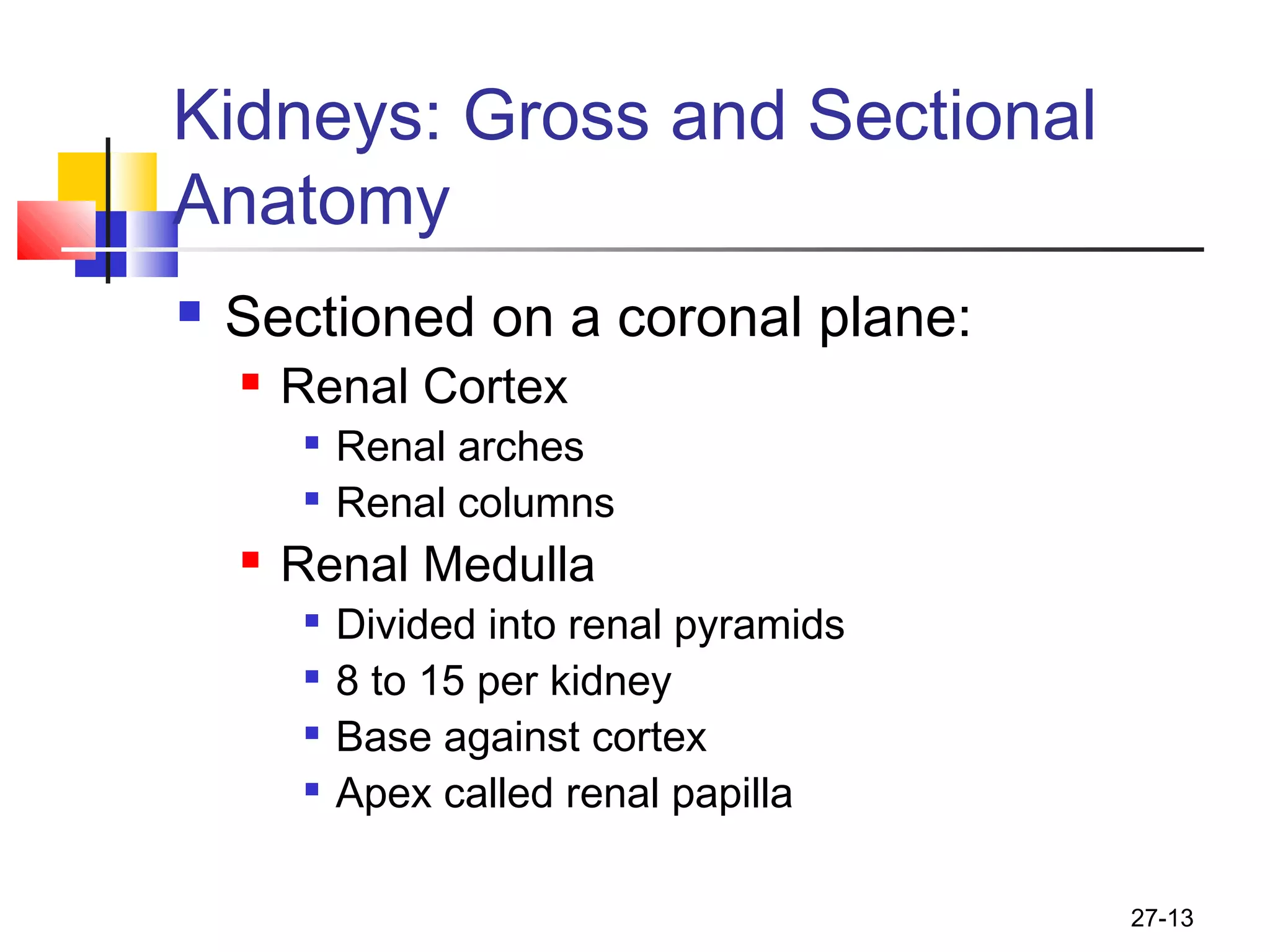 Urinary system ------(Physiology) | PPT