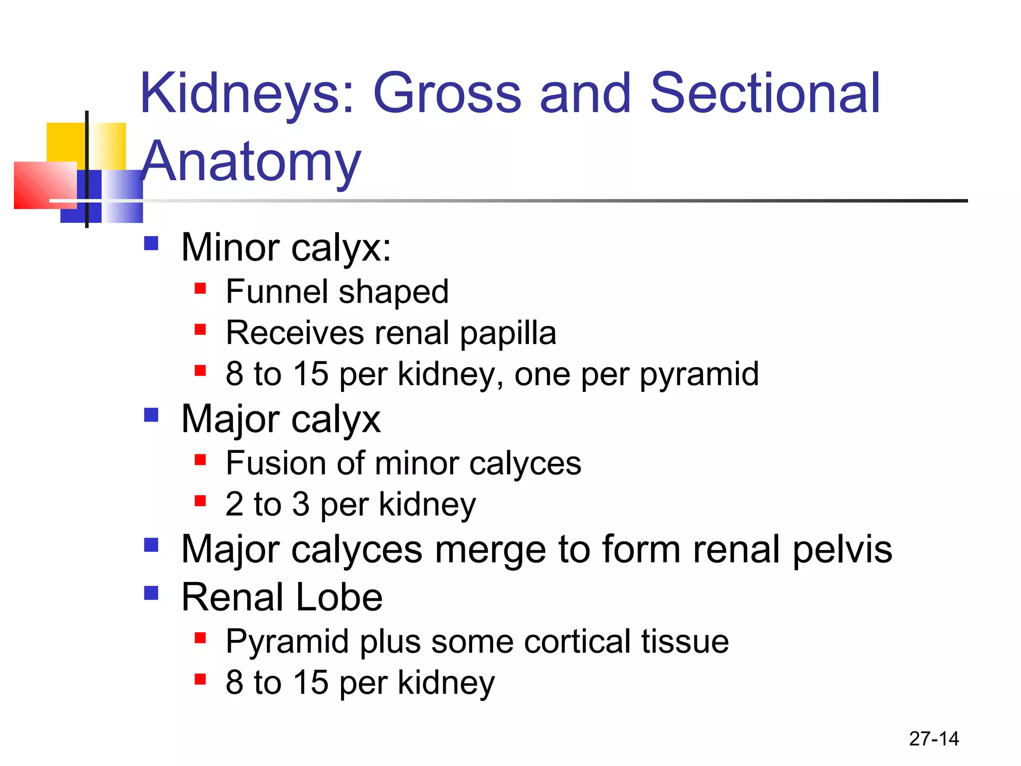Urinary system ------(Physiology) | PPT