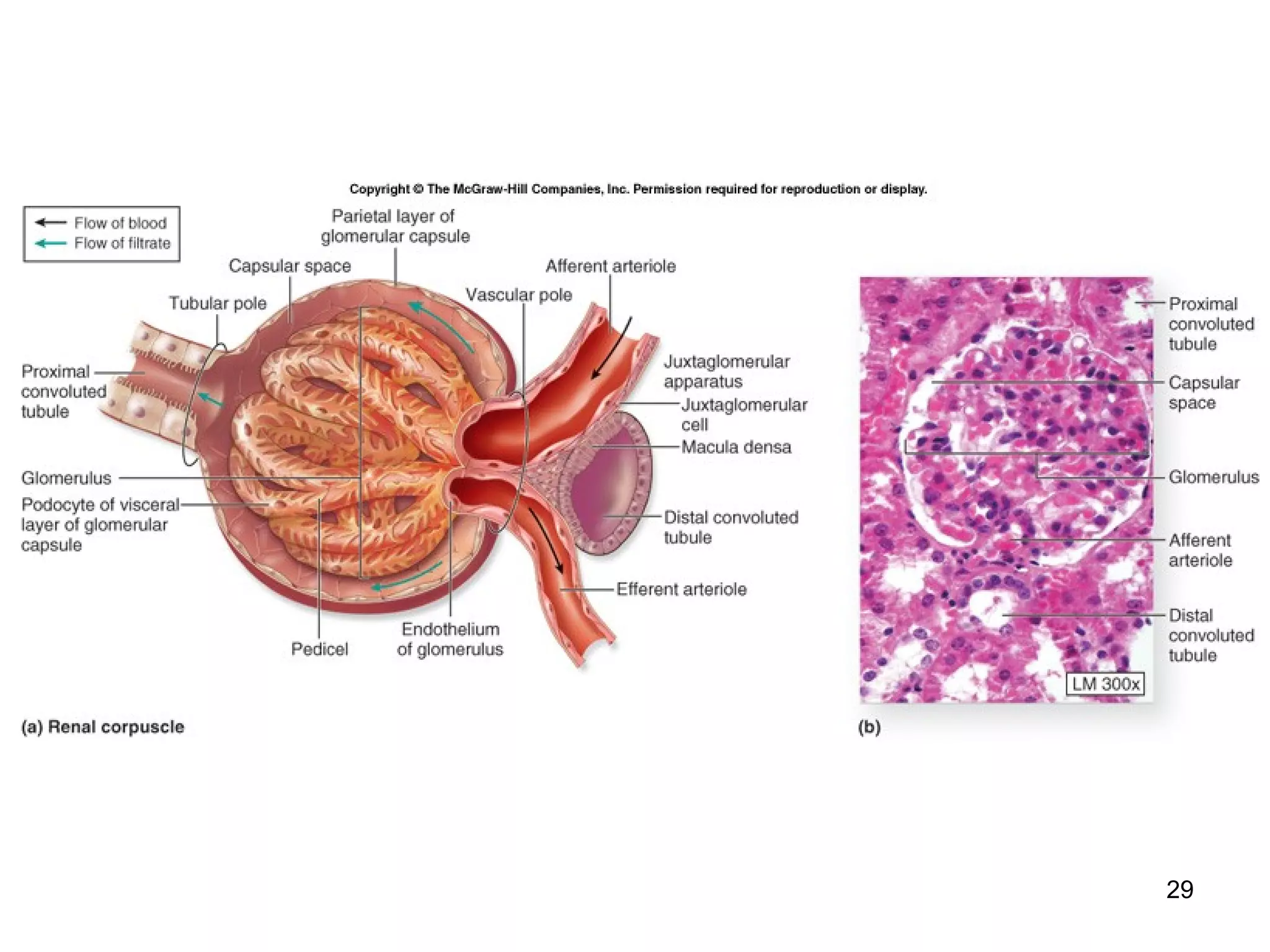 Urinary system ------(Physiology) | PPT