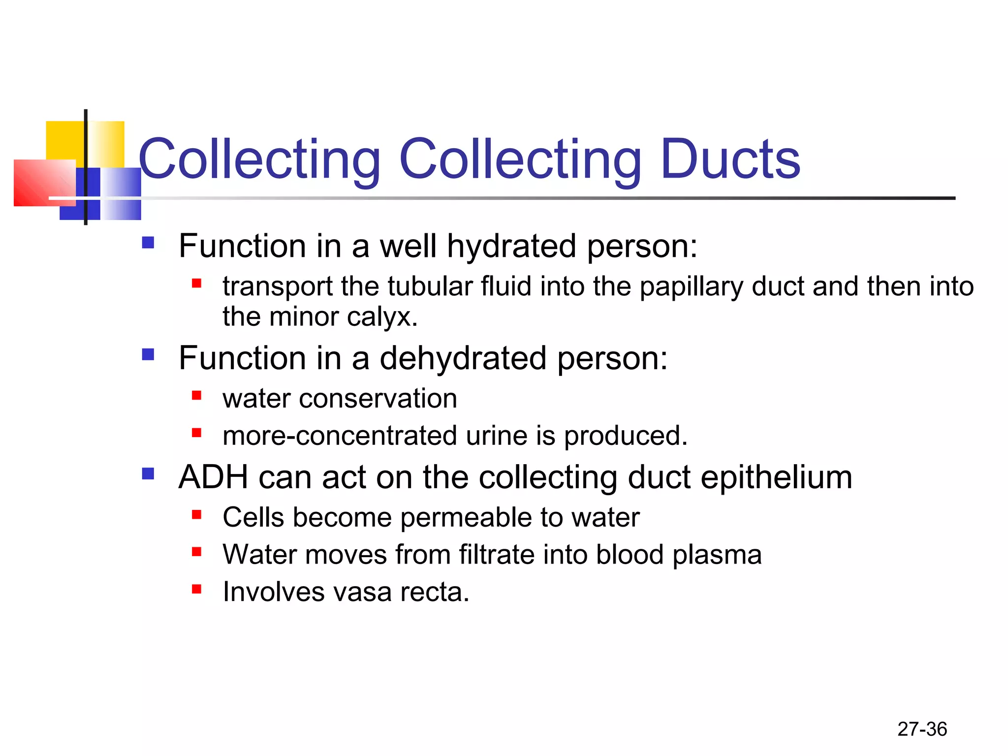 Urinary system ------(Physiology) | PPT