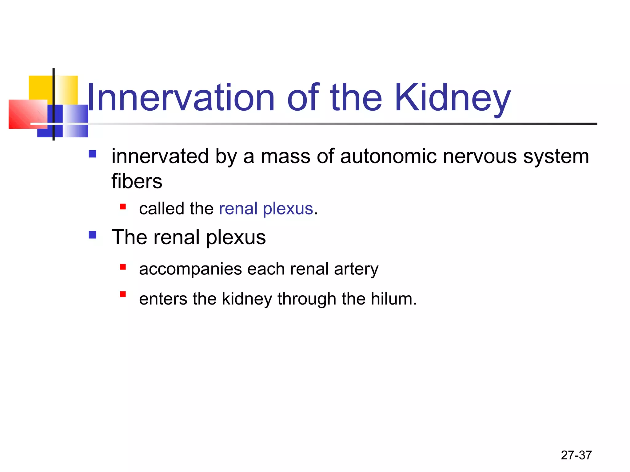 Urinary system ------(Physiology) | PPT