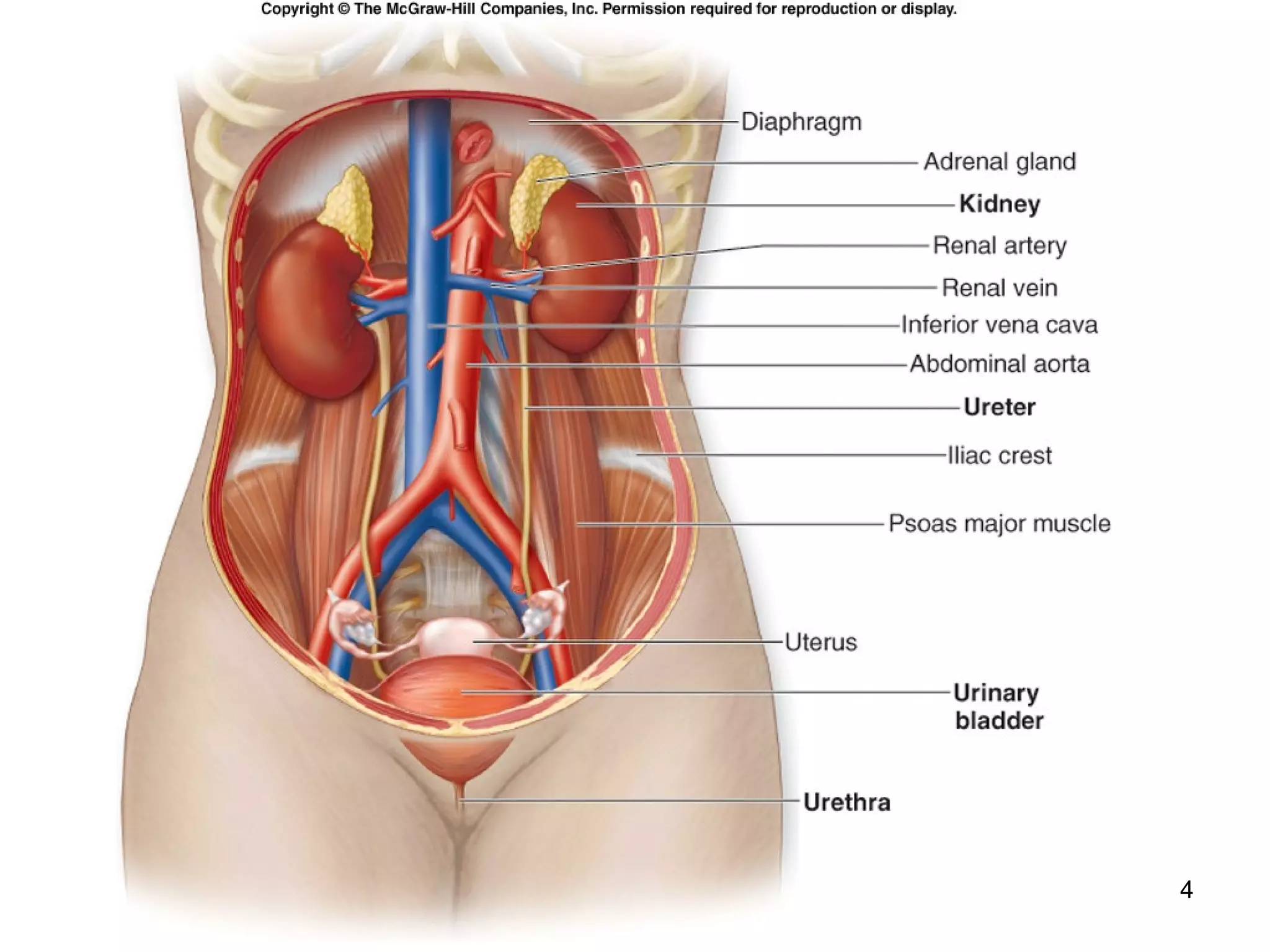 Urinary system ------(Physiology) | PPT