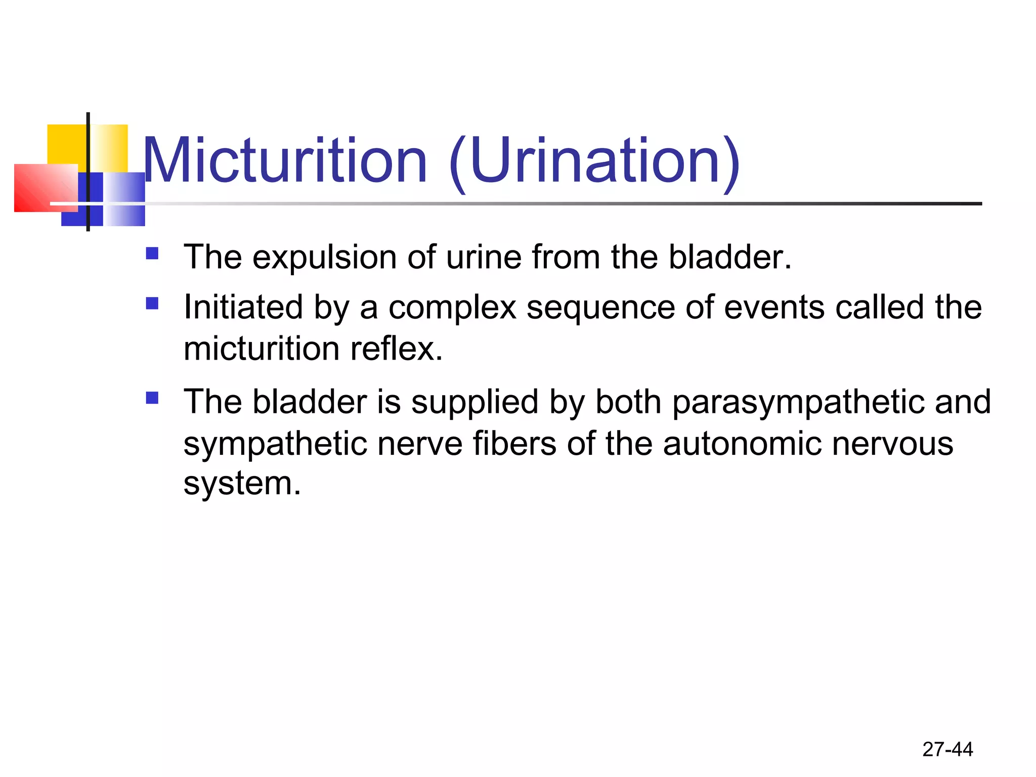 Urinary system ------(Physiology) | PPT