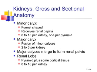 Urinary system ------(Physiology) | PPT