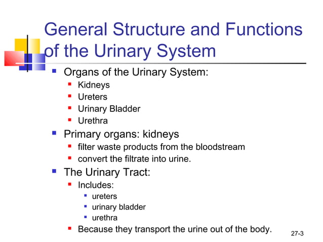 Urinary system ------(Physiology) | PPT