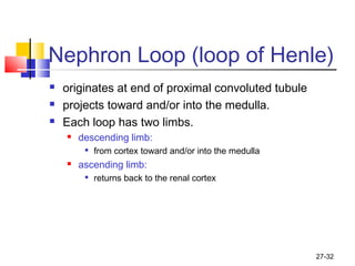 Urinary system ------(Physiology) | PPT