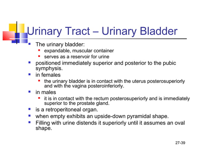 Urinary system ------(Physiology) | PPT