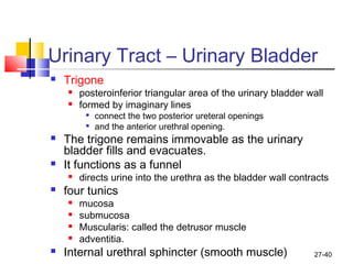 Urinary system ------(Physiology) | PPT