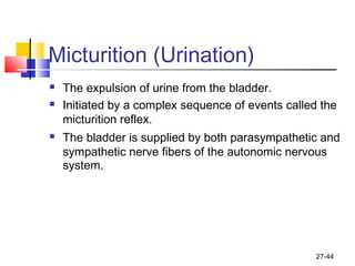 Urinary system ------(Physiology) | PPT