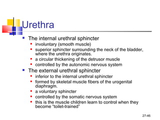 Urinary system ------(Physiology) | PPT