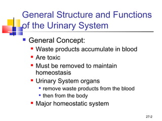 Functions Of Urinary System