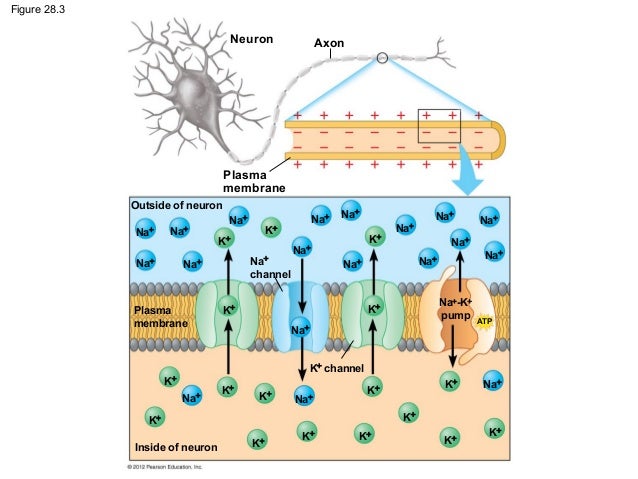 Ch28&29 notes Nervous system and the eye