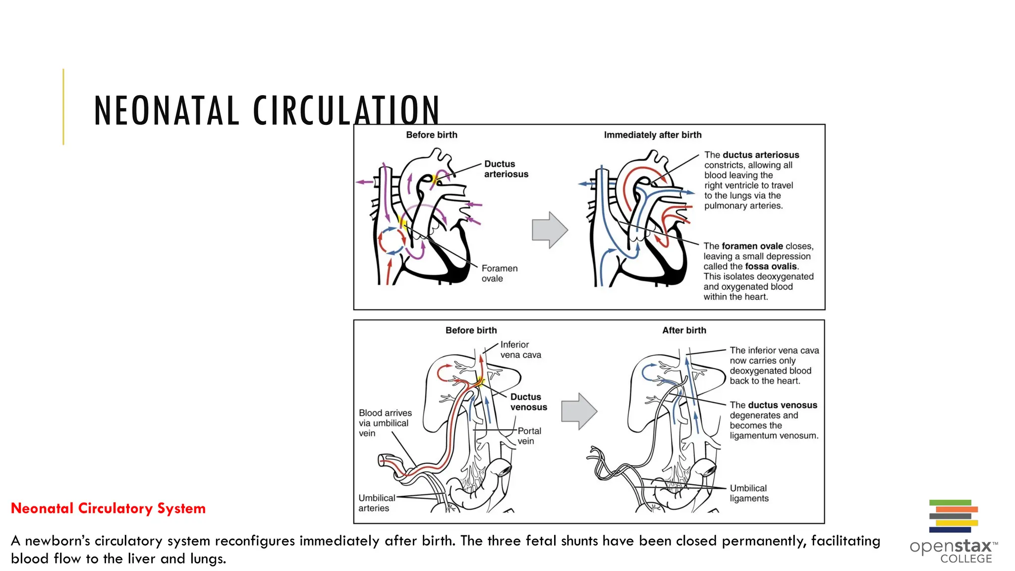 Anatomy of Human development_and_inheritance.pptx