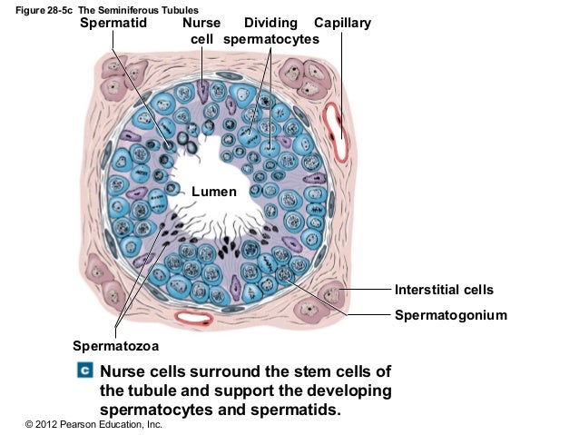 169 Ch 28_lecture_presentation