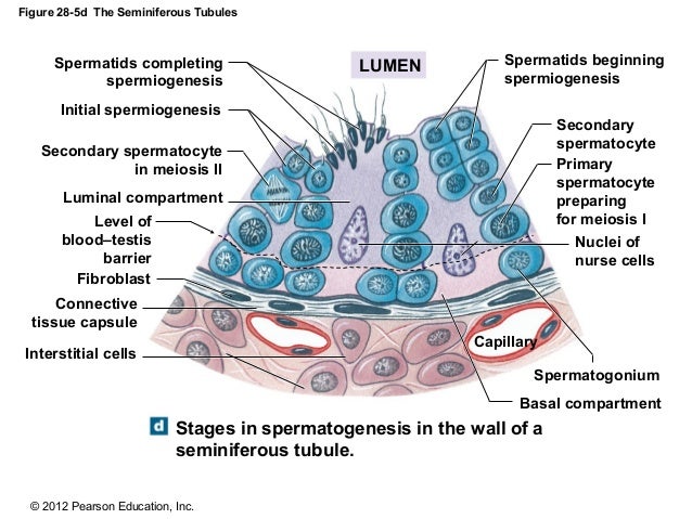169 Ch 28_lecture_presentation
