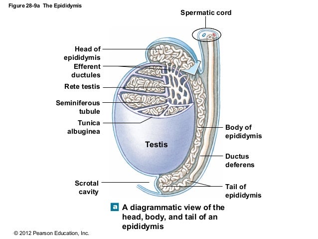 169 Ch 28_lecture_presentation