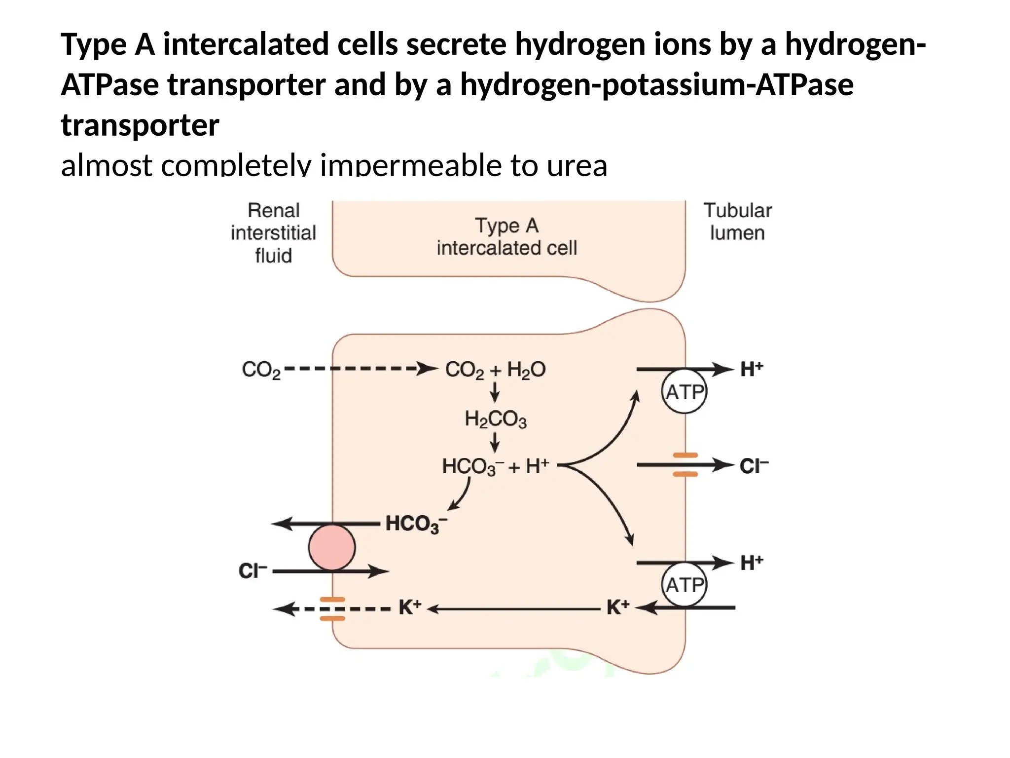 Ch 28, Renal tubular reabsorption & Secretion.pptx