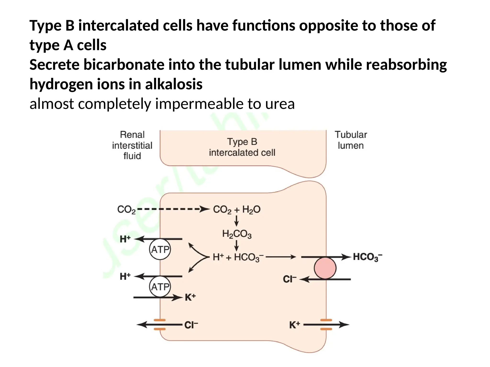 Ch 28, Renal tubular reabsorption & Secretion.pptx