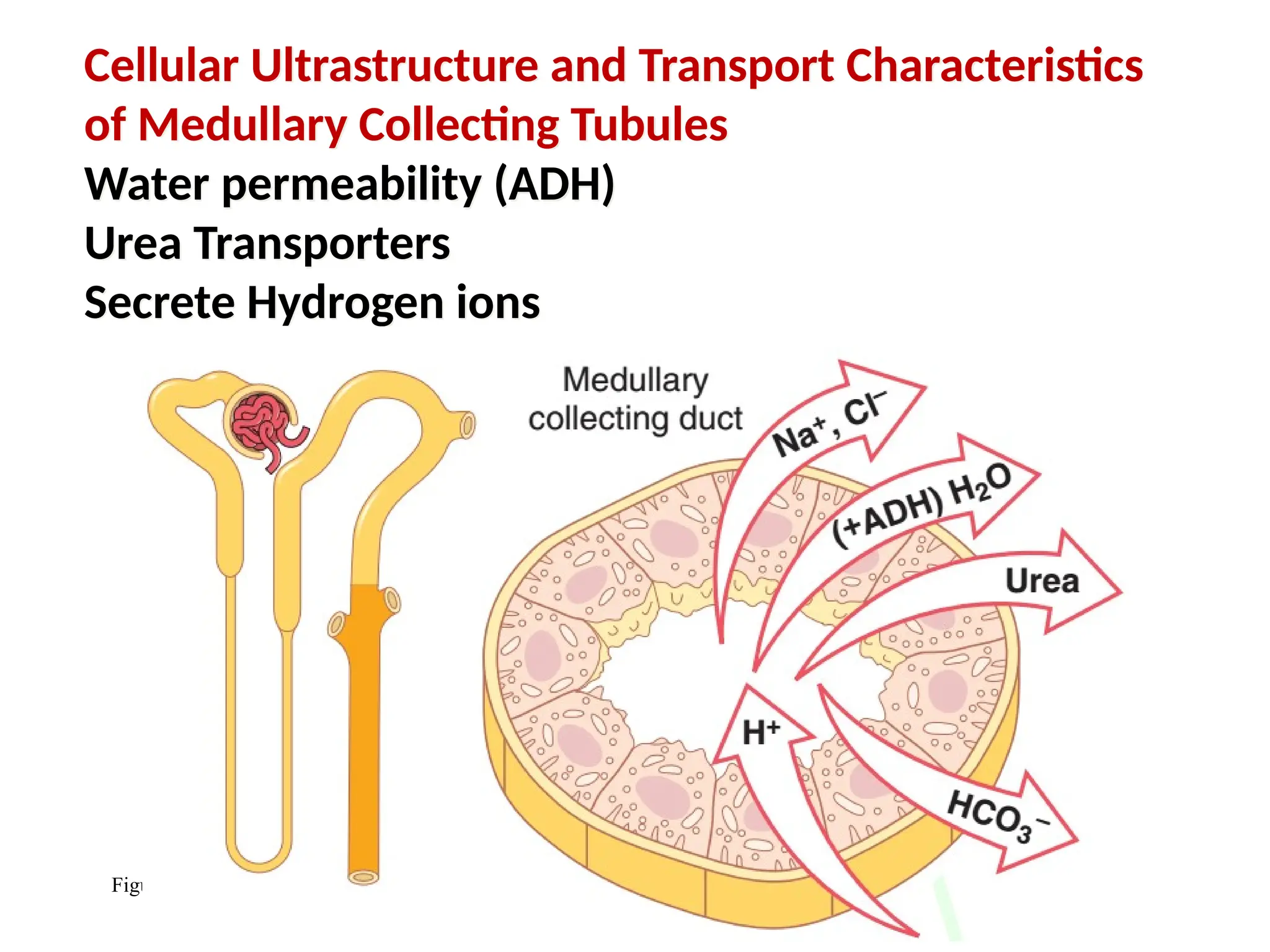 Ch 28, Renal tubular reabsorption & Secretion.pptx