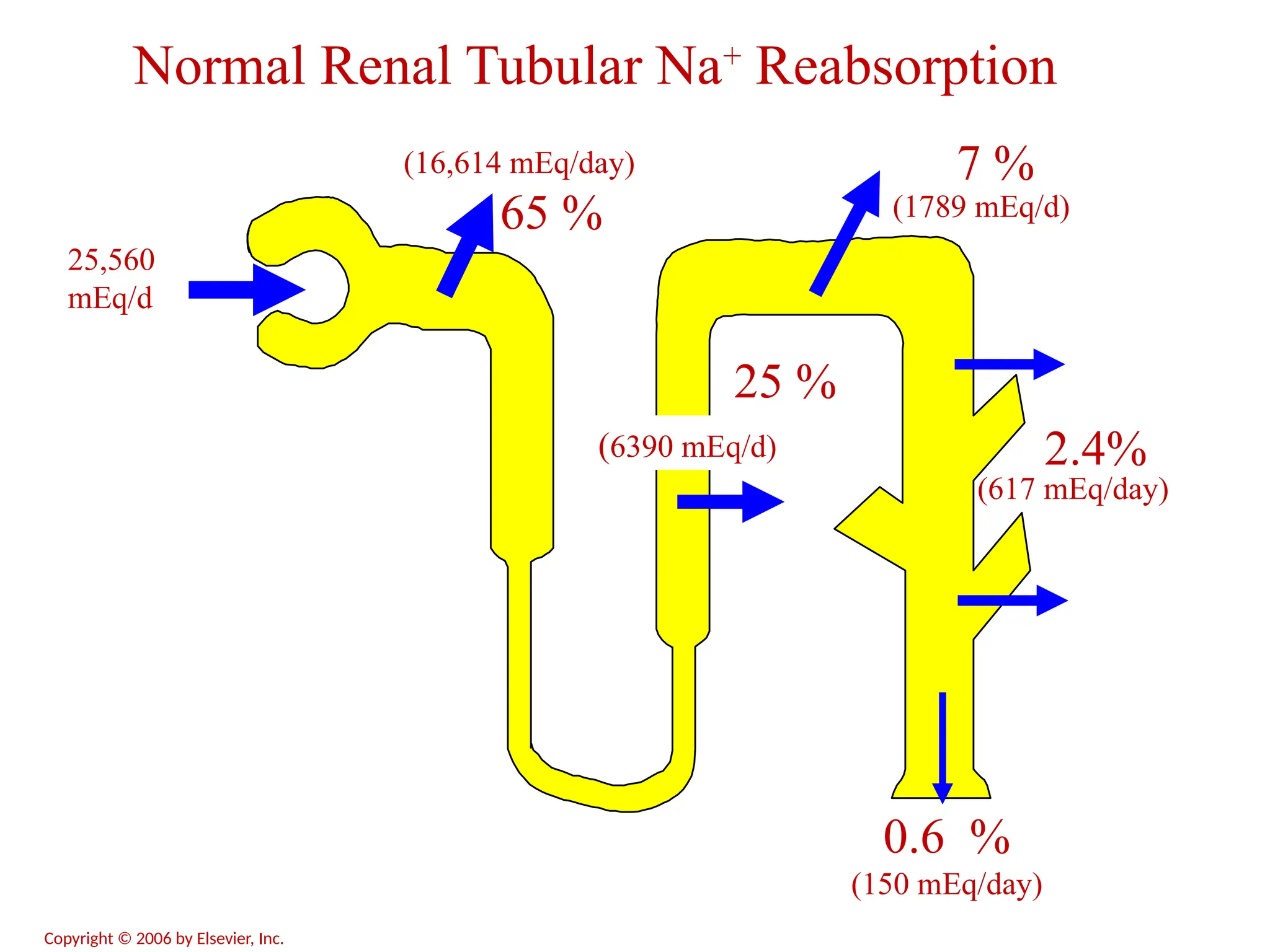 Ch 28, Renal tubular reabsorption & Secretion.pptx