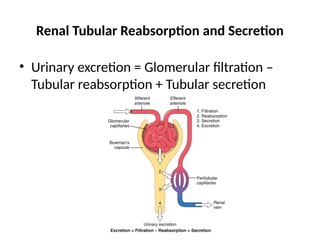Ch 28, Renal tubular reabsorption & Secretion.pptx