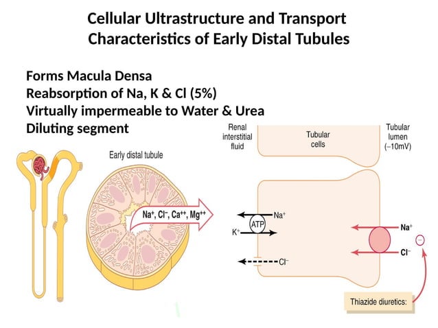 Ch 28, Renal tubular reabsorption & Secretion.pptx