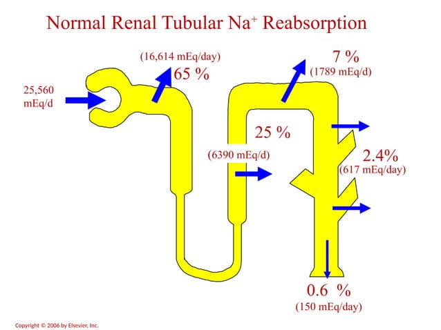 Ch 28, Renal tubular reabsorption & Secretion.pptx
