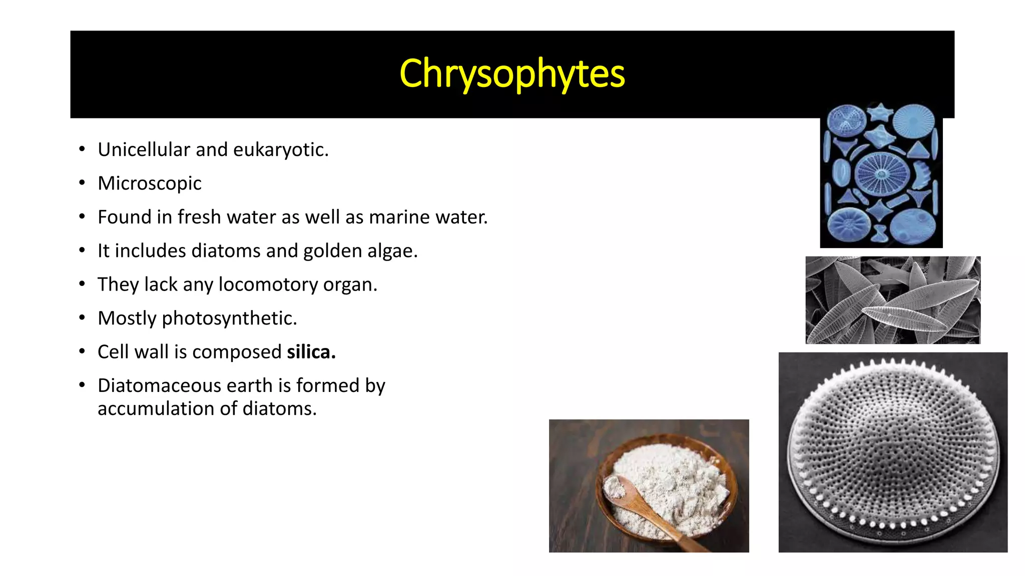 Ch 2 biological classification | PPTX