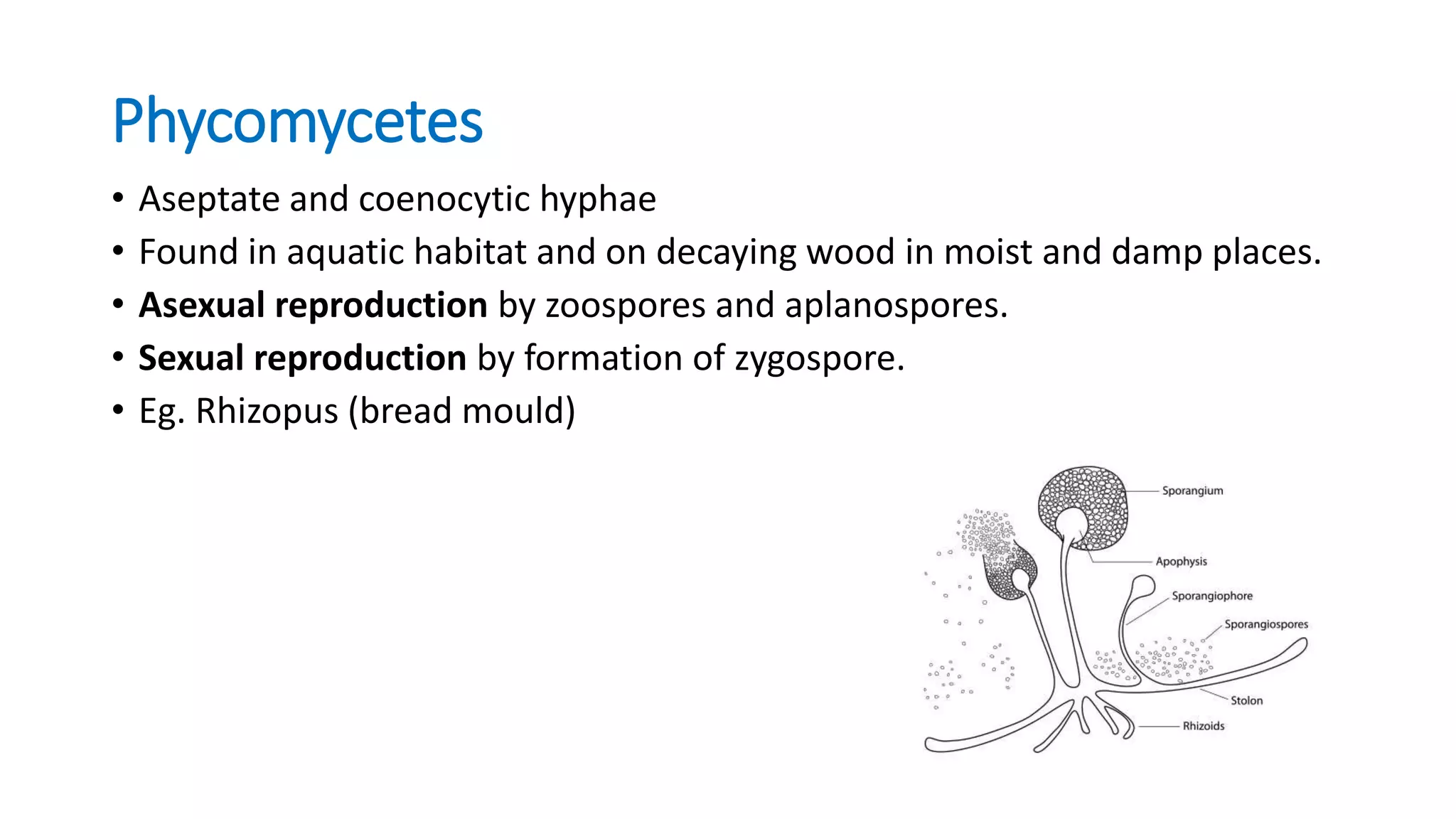 Ch 2 biological classification | PPTX