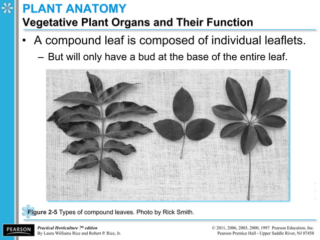 Ch 2 bot nomenclature anatomy phys | PPT