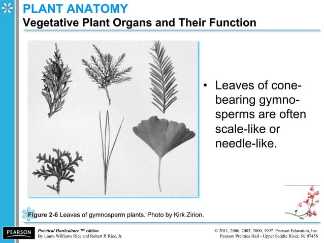 Ch 2 bot nomenclature anatomy phys | PPT