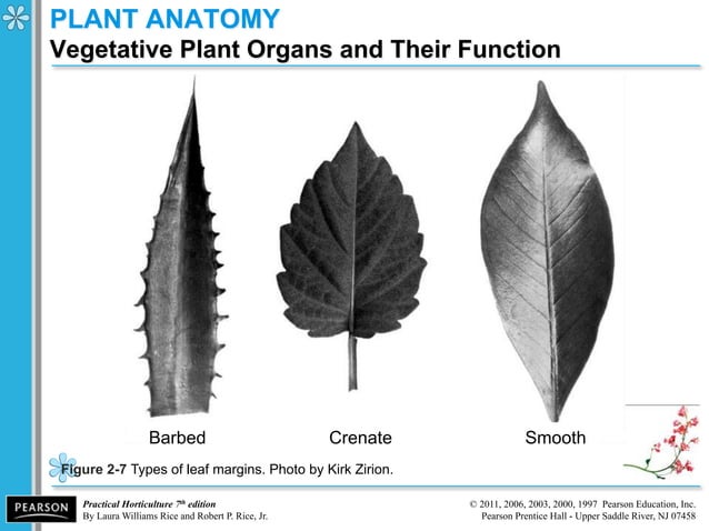 Ch 2 bot nomenclature anatomy phys | PPT