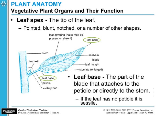 Ch 2 bot nomenclature anatomy phys | PPT