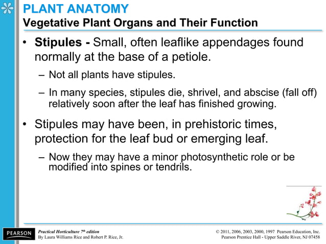 Ch 2 bot nomenclature anatomy phys | PPT