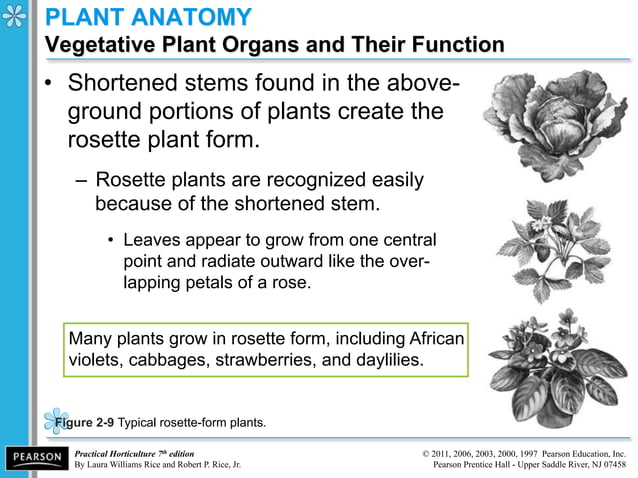 Ch 2 bot nomenclature anatomy phys | PPT