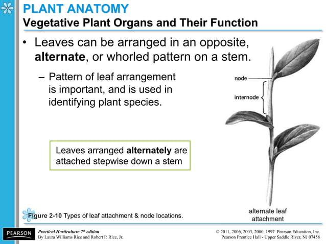 Ch 2 bot nomenclature anatomy phys | PPT
